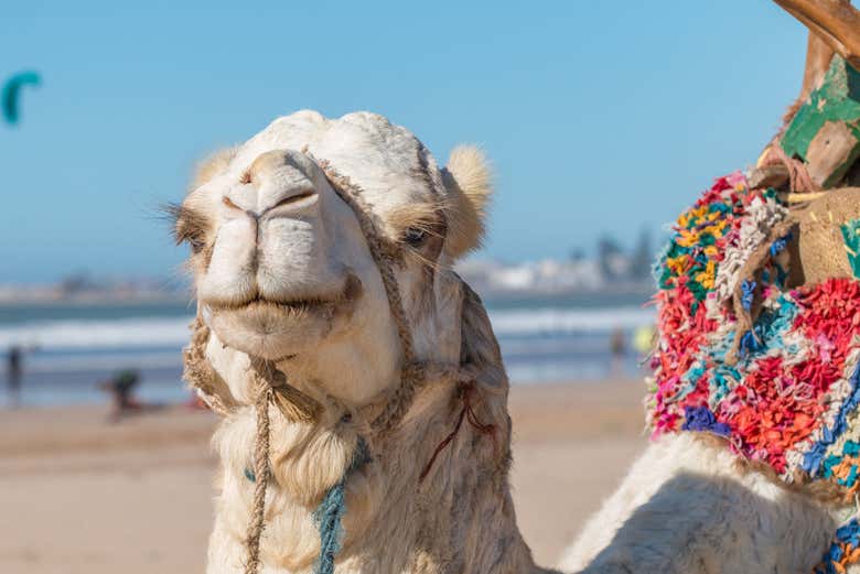 Tour in quad e giro in cammello a Essaouira - Civitatis.com