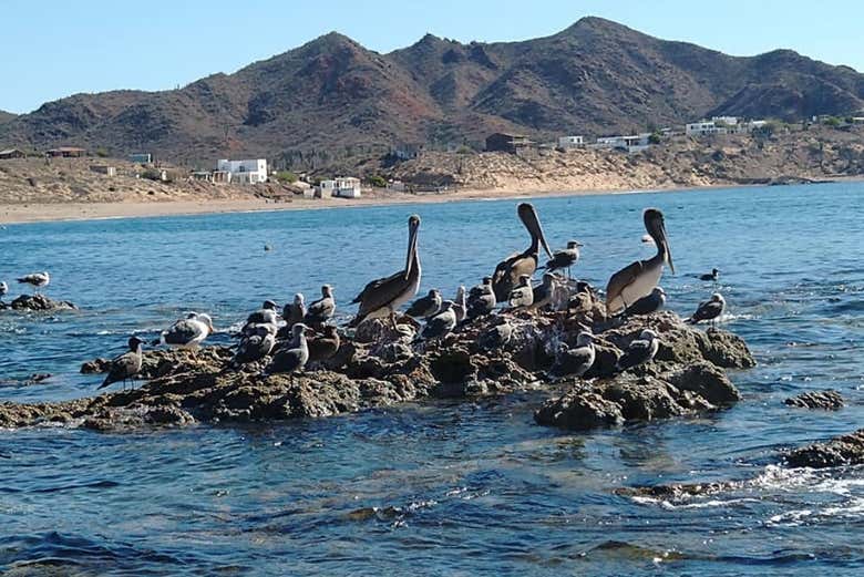 Excursión a playa El Colorado desde Hermosillo - Civitatis.com