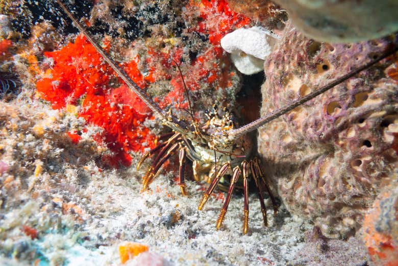 Passeio de barco transparente pela Isla Mujeres - Civitatis.com