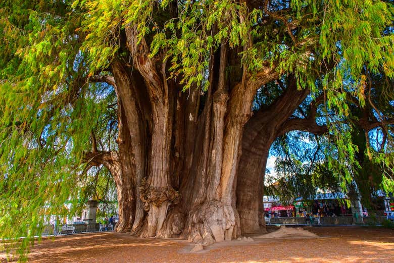 Árbol del Tule, Mitla y Hierve el Agua desde Oaxaca