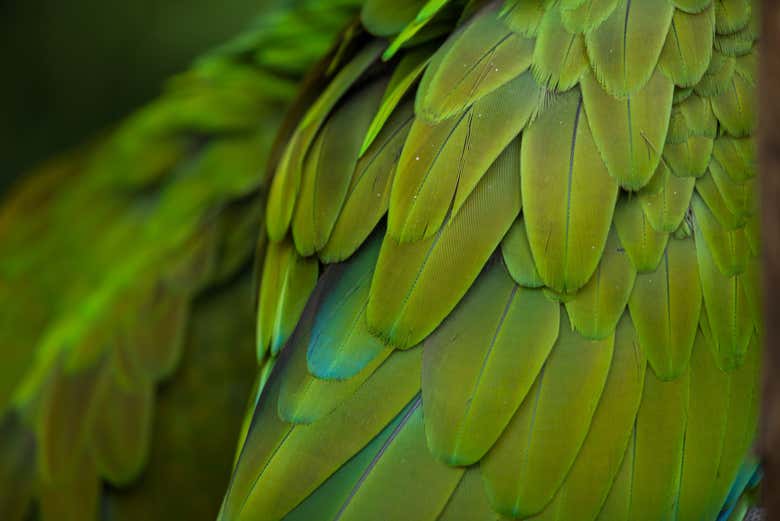 Macaw Sanctuary Tour, Puerto Vallarta