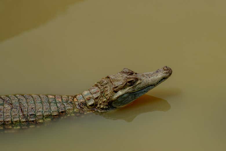 Circuit de 3 ou 4 jours dans la forêt de Yanamono depuis Iquitos