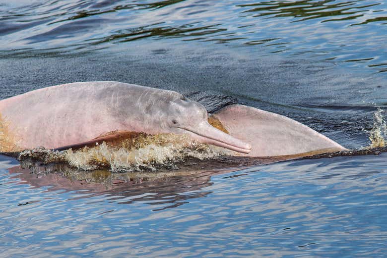 Excursão ao Rio Amazonas saindo de Iquitos - Civitatis.com