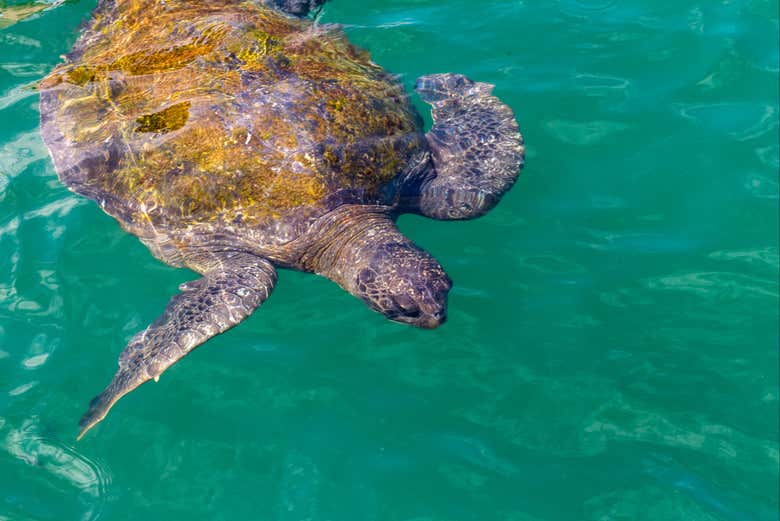 Mancora Whale Watching + Swimming with Turtles, Máncora