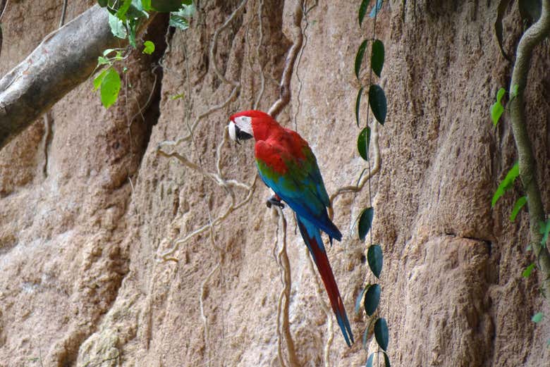 Pesca de pirañas y avistamiento de loros desde Puerto Maldonado