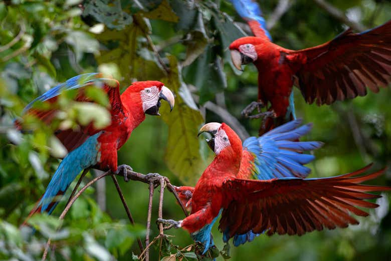 Tour de 6 días por las colpas de Tambopata desde Puerto Maldonado