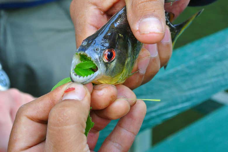 Piranha Fishing and Bird Watching Tour from Puerto Maldonado