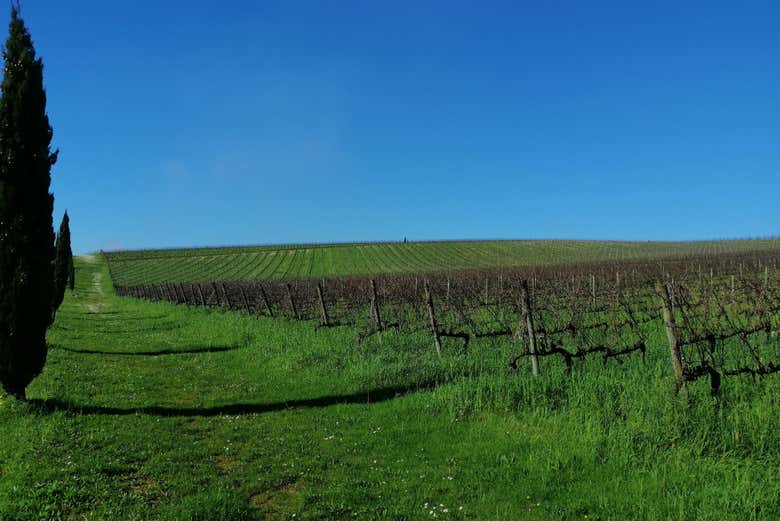 Bairrada Wine Region Tour from Coimbra - Book at Civitatis.com