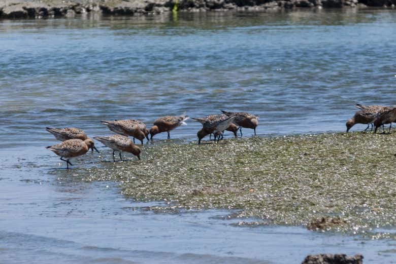 Ria Formosa Birdwatching Tour from Faro - Book at Civitatis.com