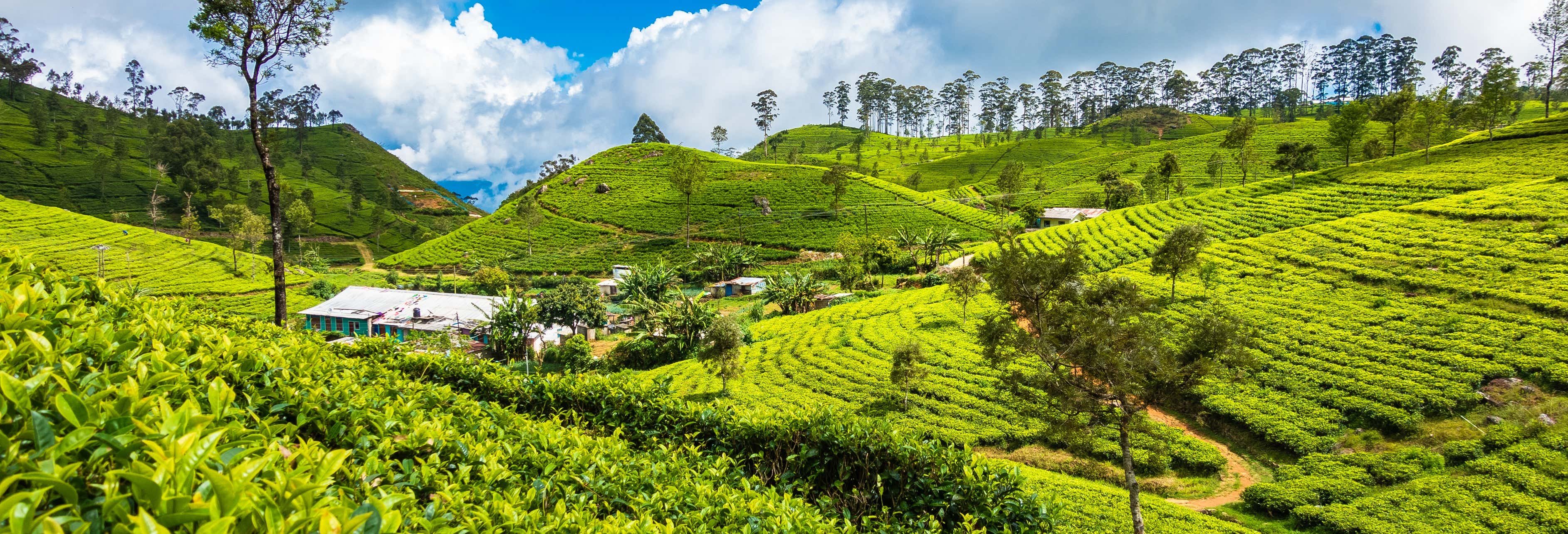 Excursiones, visitas guiadas y actividades en Haputale - Civitatis