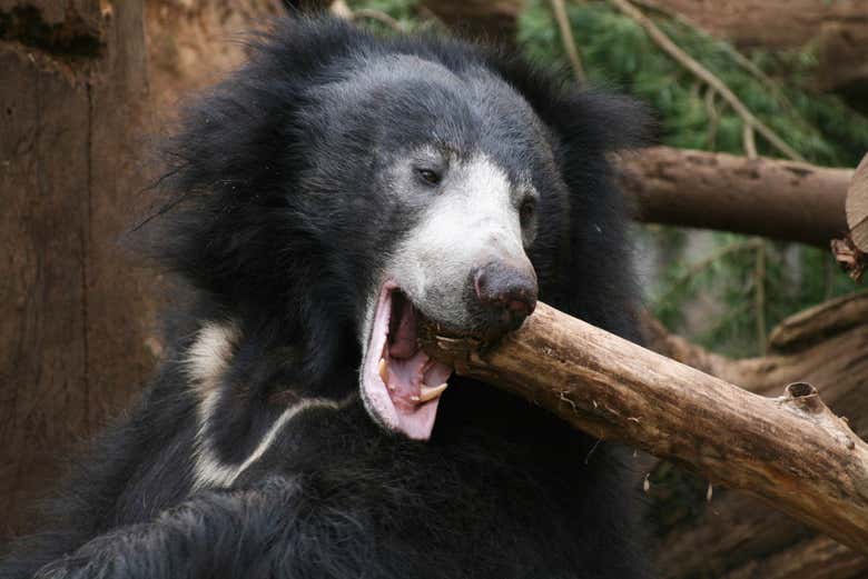 Safari por el Parque Nacional de Kaudulla desde Sigiriya