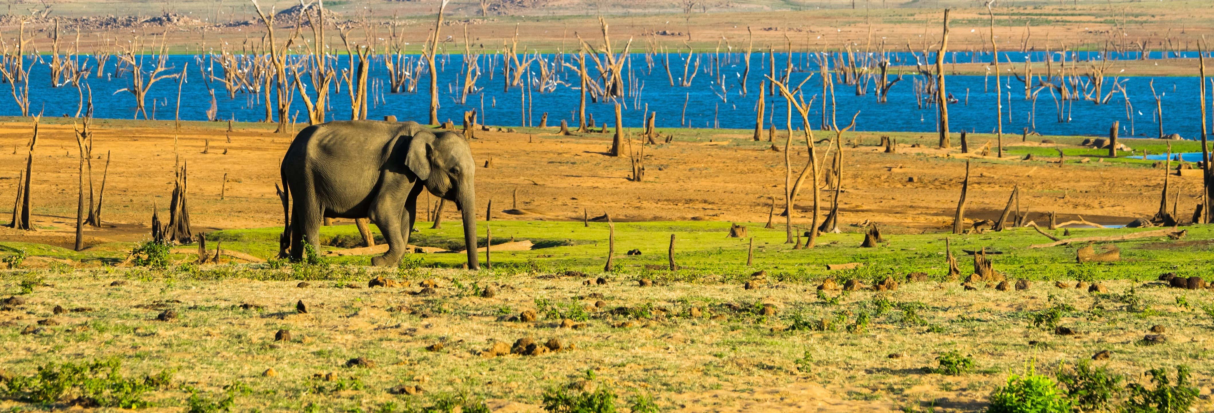 Activities, Guided Tours and Day Trips in Udawalawe - Civitatis