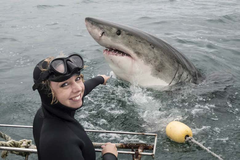 False Bay Shark Cage Diving in Cape Town - Book at Civitatis.com
